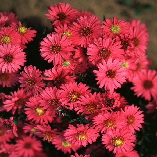 Aster Novi-Belgii Alert Aster | SiteOne