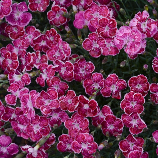 Dianthus X Fire and Ice Pinks | SiteOne