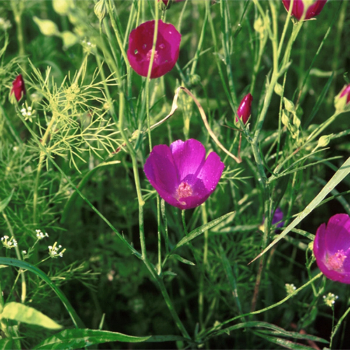 Callirhoe Involucrata Purple Poppy Mallow | SiteOne