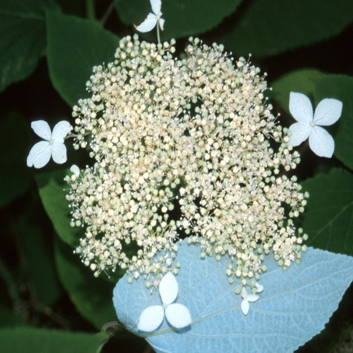 Hydrangea Radiata Silverleaf Hydrangea | SiteOne