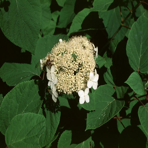 Hydrangea Radiata Silverleaf Hydrangea | SiteOne