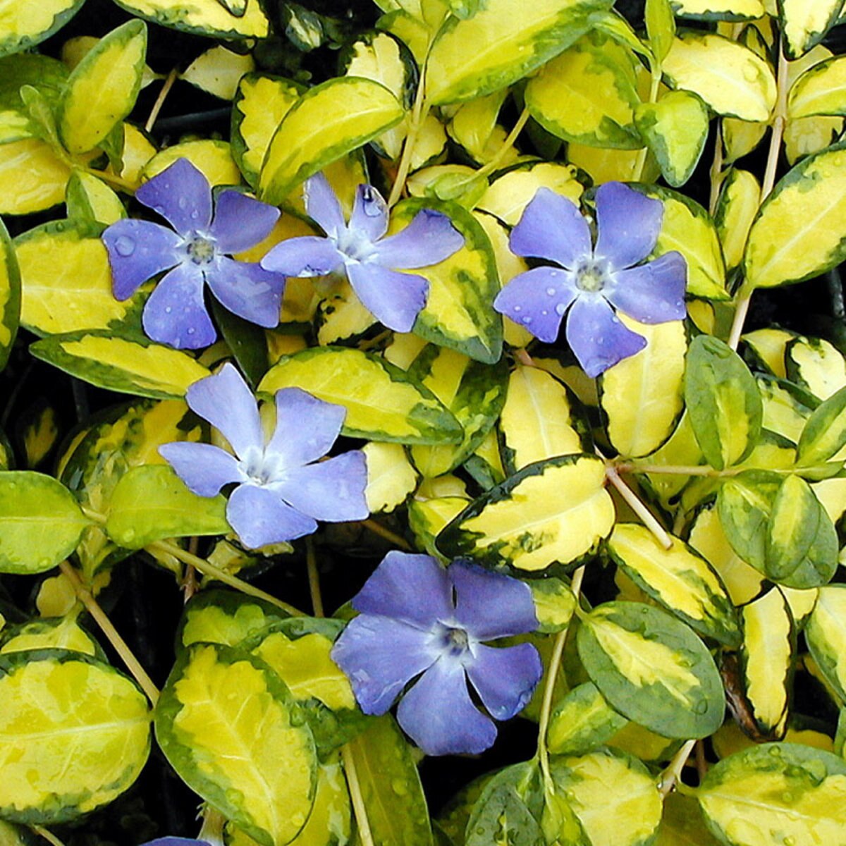 Vinca Minor Illumination Dwarf Periwinkle | SiteOne