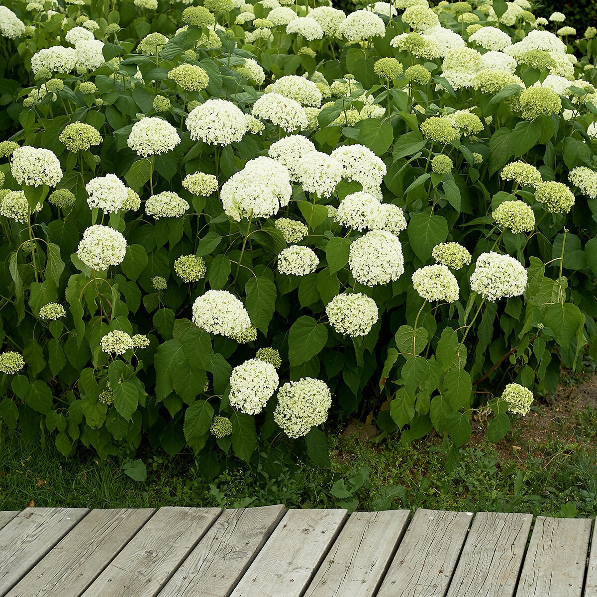 Hydrangea Arborescens Bounty Smooth Hydrangea | SiteOne