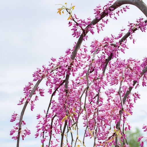 Cercis Canadensis Golden Falls Weeping Eastern Redbud | SiteOne