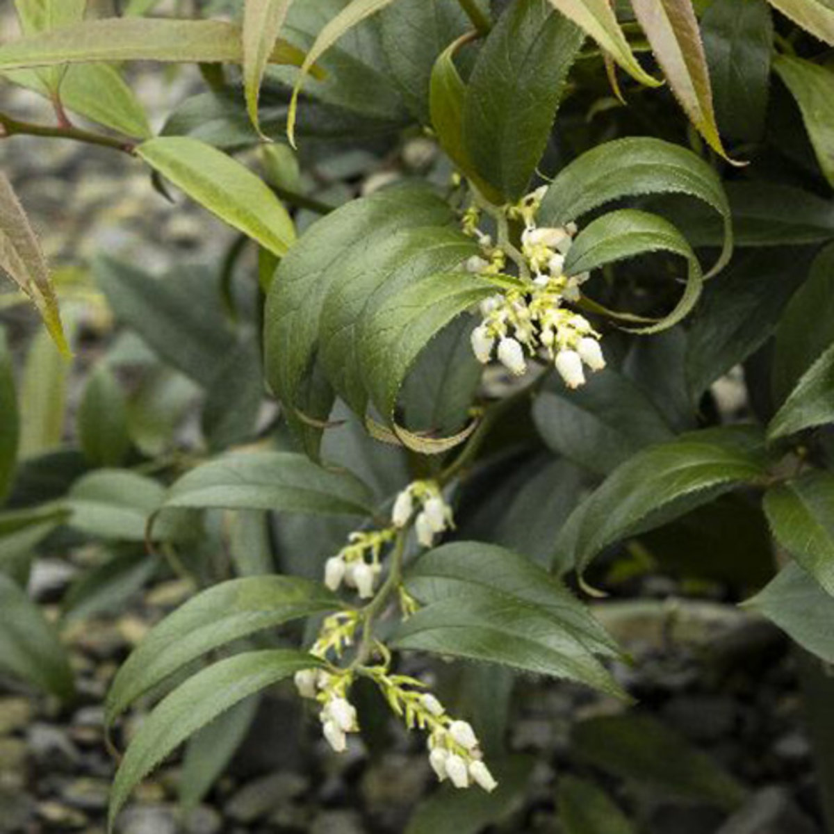 Leucothoe Axillaris ReJoyce Coastal Doghobble | SiteOne