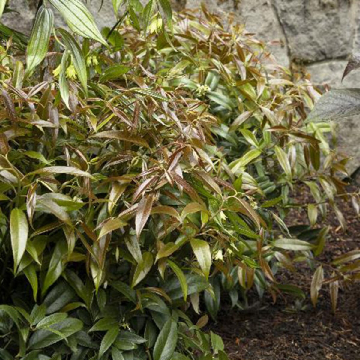 Leucothoe Axillaris ReJoyce Coastal Doghobble | SiteOne
