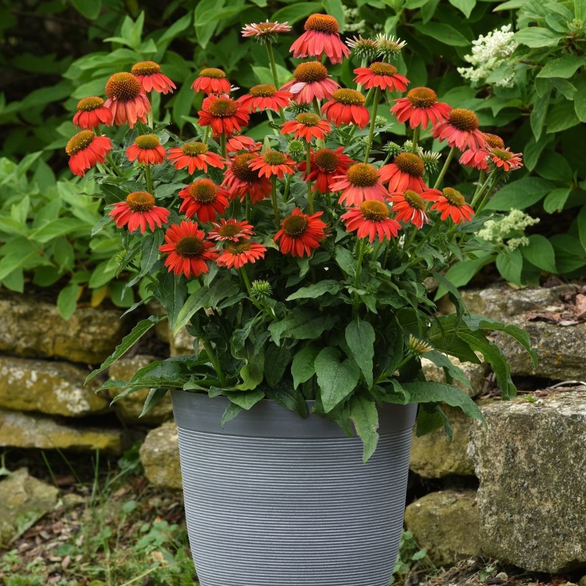 Echinacea X Hybrida Artisan Red Ombre Coneflower | SiteOne