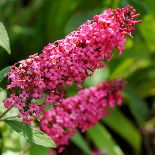 Buddleia Davidii Monarch Prince Charming Butterfly Bush | SiteOne
