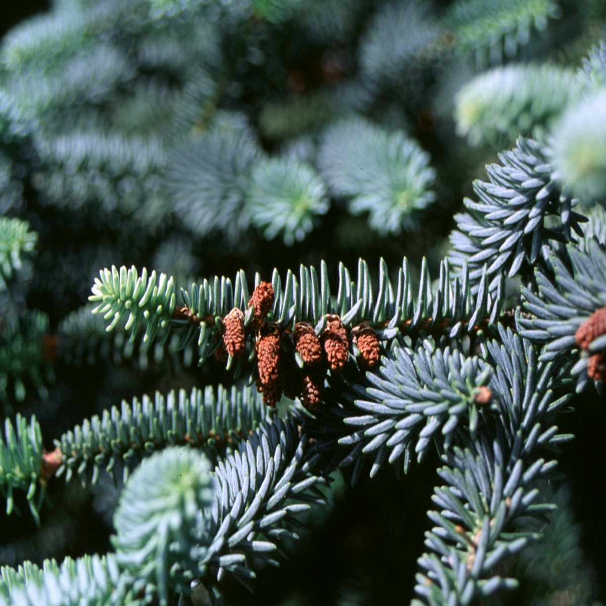 Abies Pinsapo Glauca Spanish Fir | SiteOne