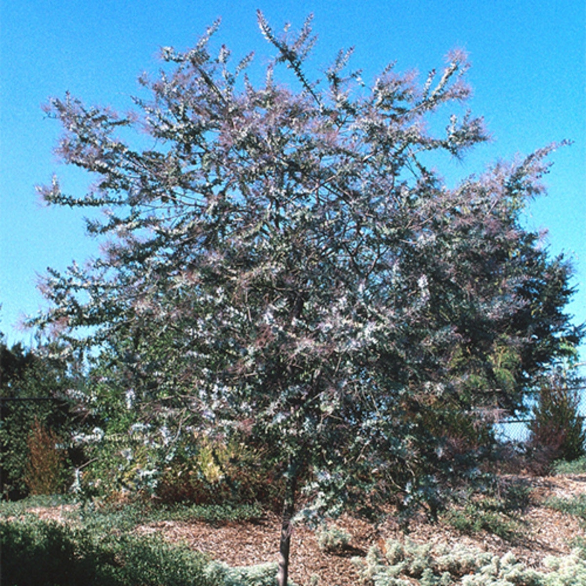 Acacia Baileyana Purpurea Purple Cootamundra Wattle | SiteOne