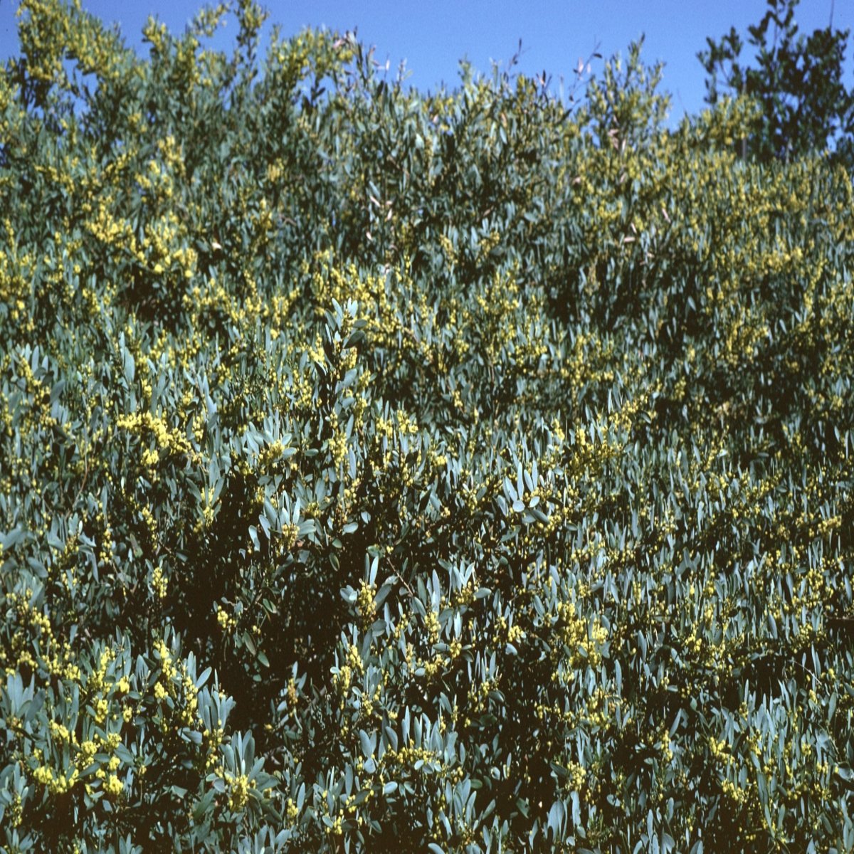 Acacia Redolens Spreading Acacia | SiteOne