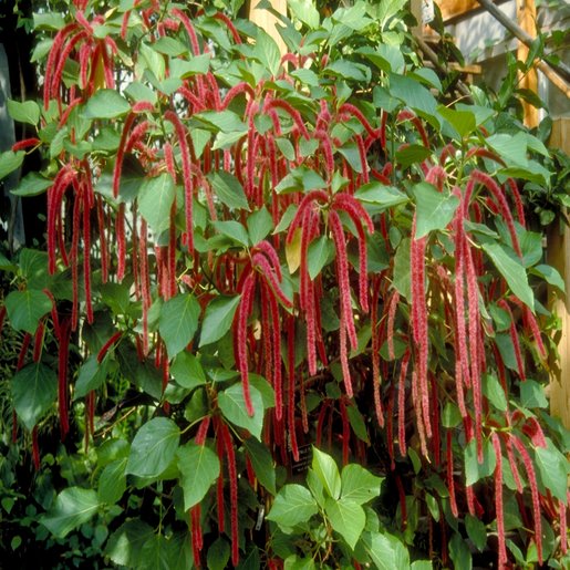 Acalypha Hispida Red Hot Cats Tail Chenille Plant | SiteOne