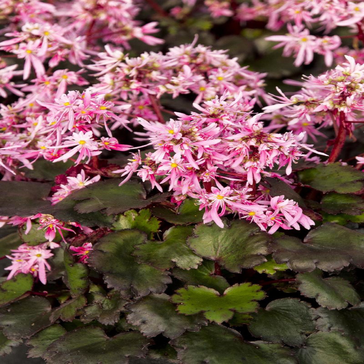 Saxifraga Fortunei Pink Elf Saxifrage | SiteOne