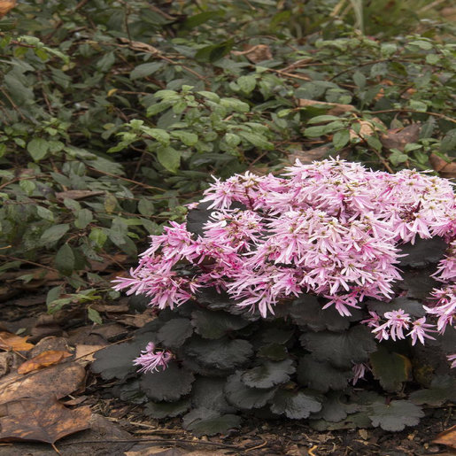 Saxifraga Fortunei Pink Elf Saxifrage | SiteOne