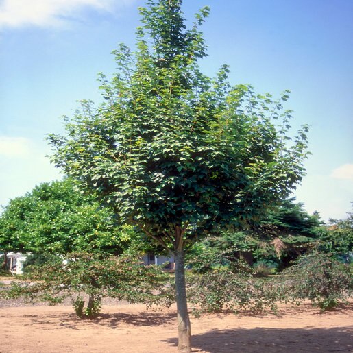 Acer Rubrum Scarsen Scarlet Sentinel Red Maple | SiteOne