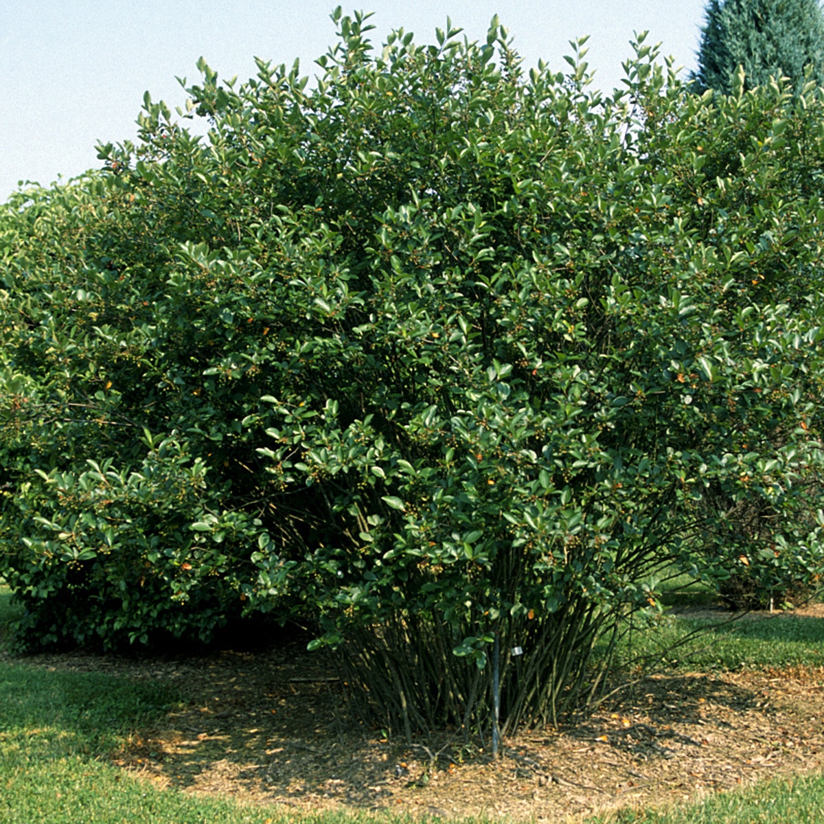 Aronia Melanocarpa var. Elata Glossy Black Chokeberry | SiteOne