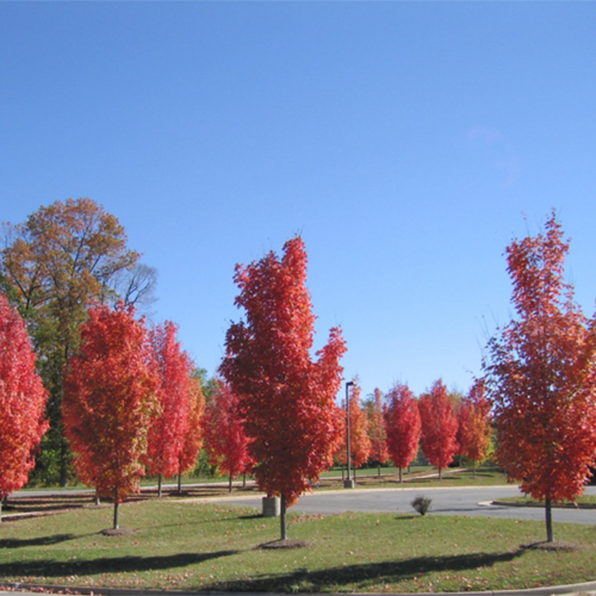 Acer Rubrum Columnare Red Maple | SiteOne