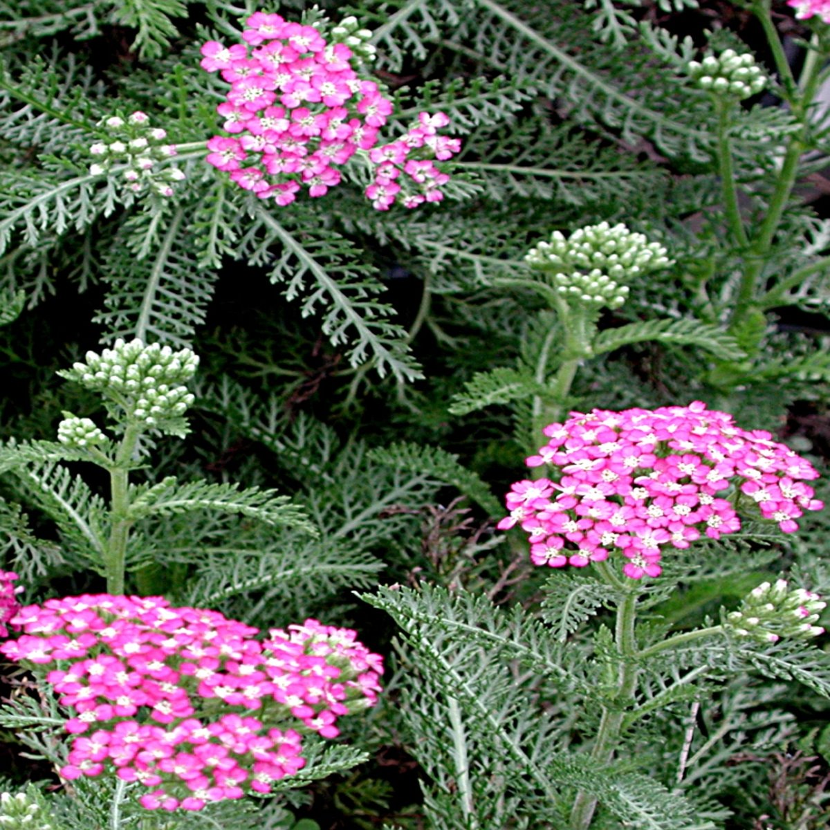Achillea Millefolium Oertels Rose Yarrow | SiteOne