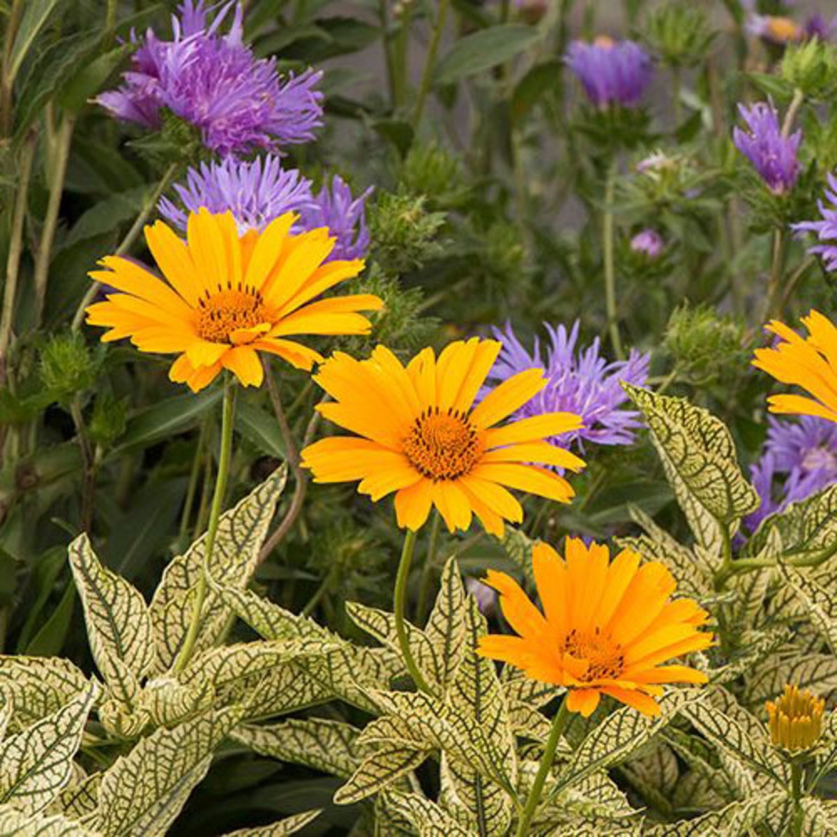 Heliopsis Helianthoides Sunstruck False Sunflower | SiteOne