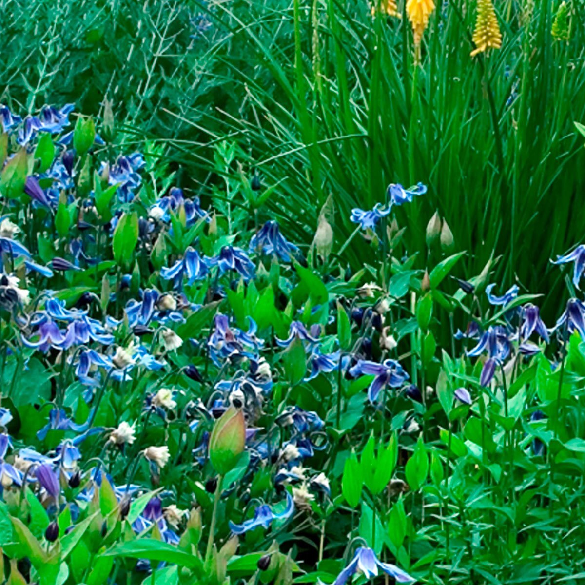 Clematis Integrifolia Blue Ribbons Bush Clematis | SiteOne