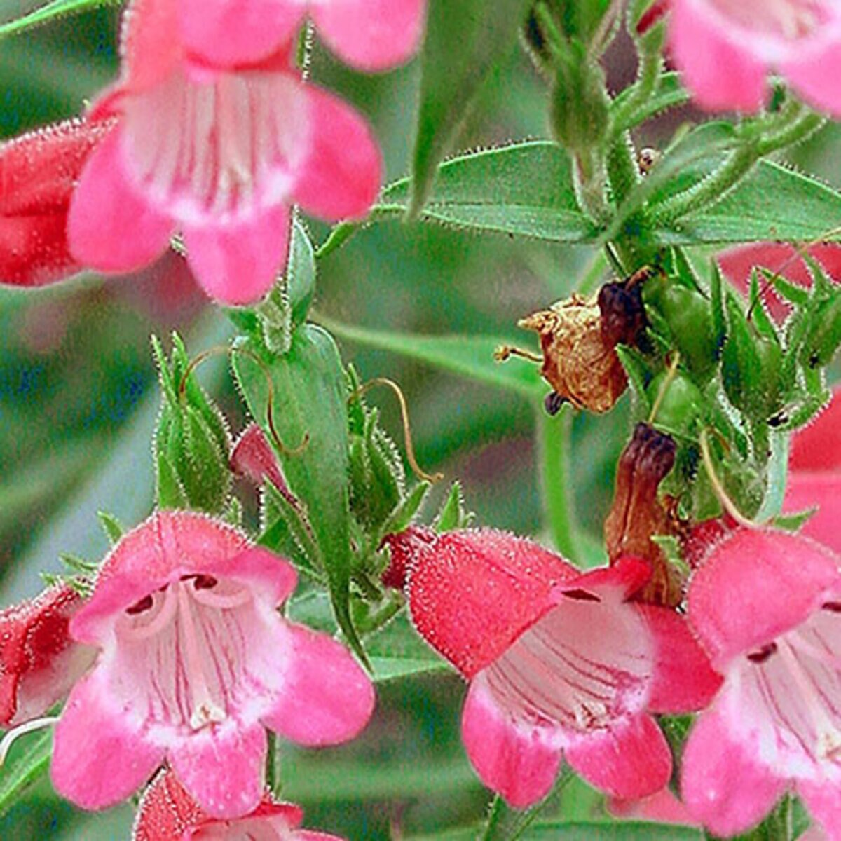 Penstemon X Mexicali 'Red Rocks' Beardtongue | SiteOne