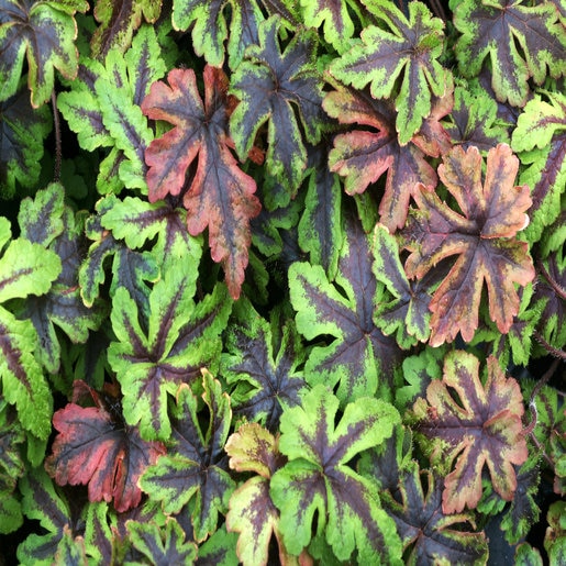 Tiarella X Jeepers Creepers Foam Flower | SiteOne
