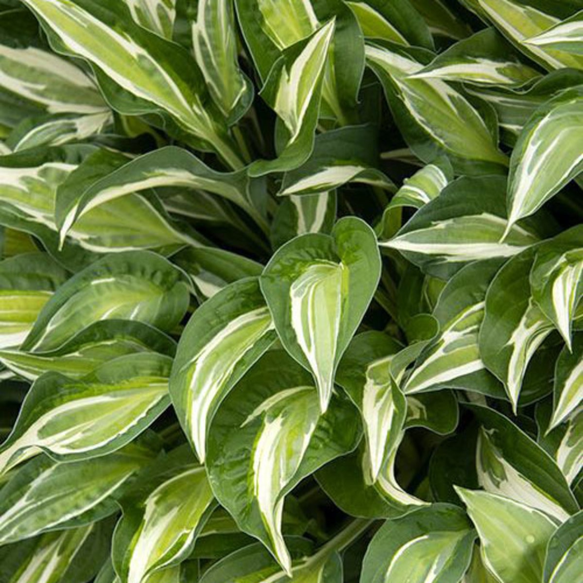 Hosta Striptease Plantain Lily | SiteOne