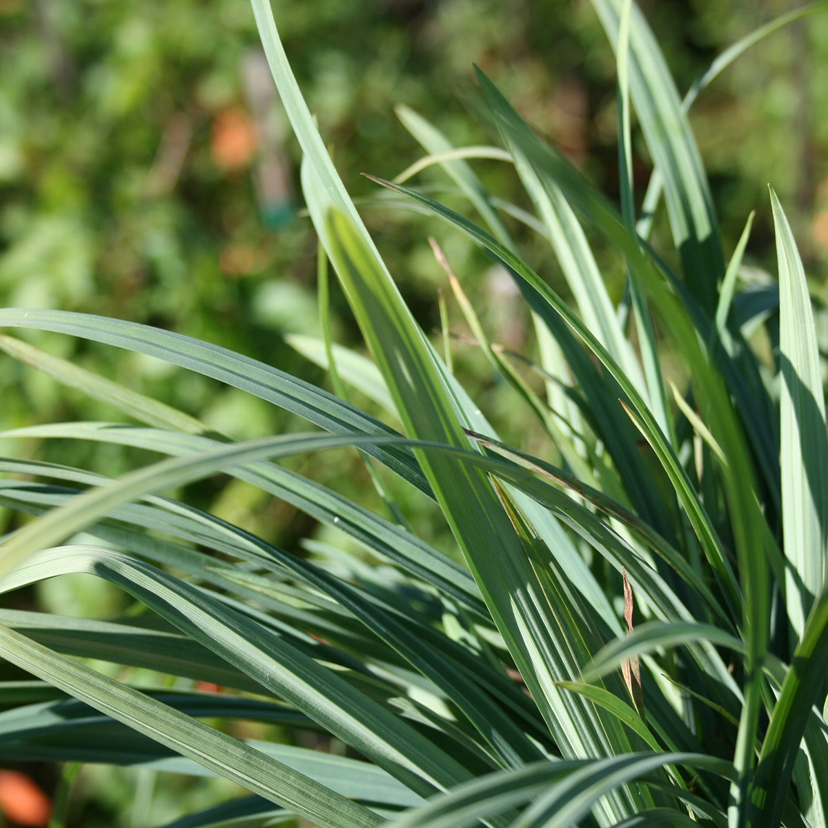 Carex Laxiculmis Hobb Bunny Blue Creeping Sedge | SiteOne