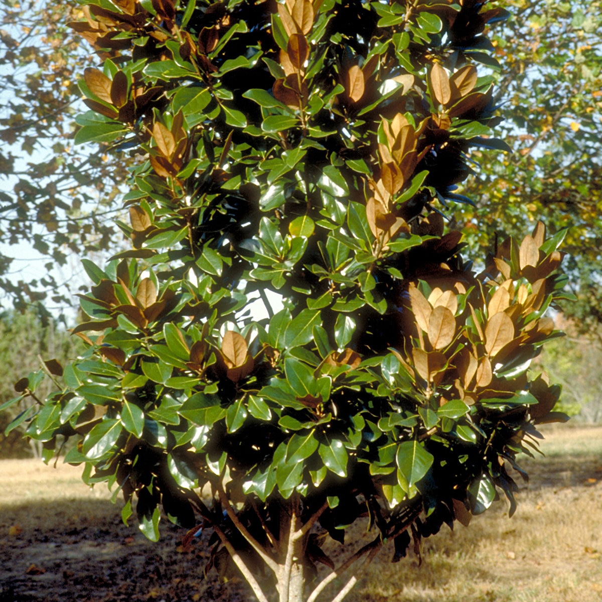 Magnolia Grandiflora Hasse Southern Magnolia | SiteOne