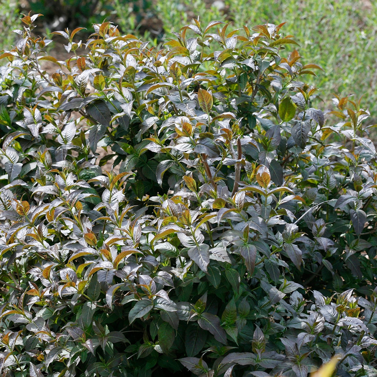 Diervilla Rivularis Kodiak Black Bush Honeysuckle | SiteOne
