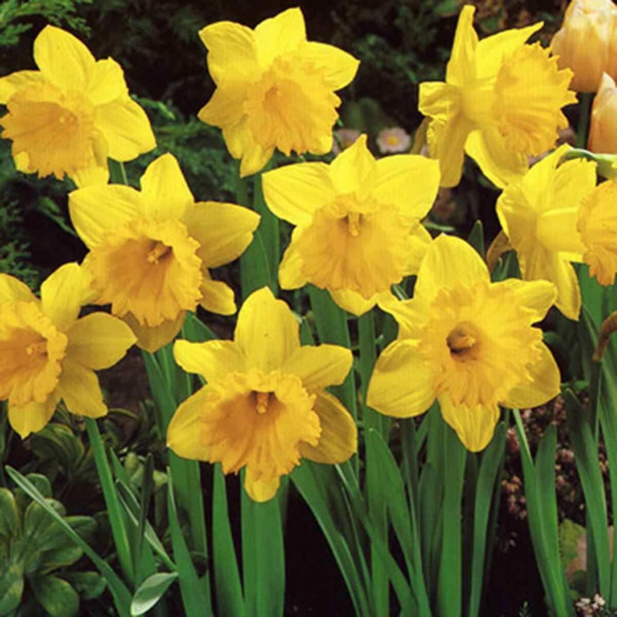 Narcissus Bulb Trumpet Dutch Master Daffodil | SiteOne