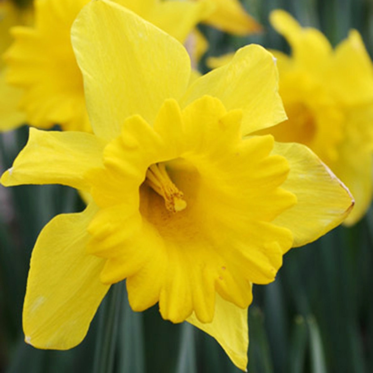 Narcissus Bulb Large Cup Carlton Daffodil | SiteOne