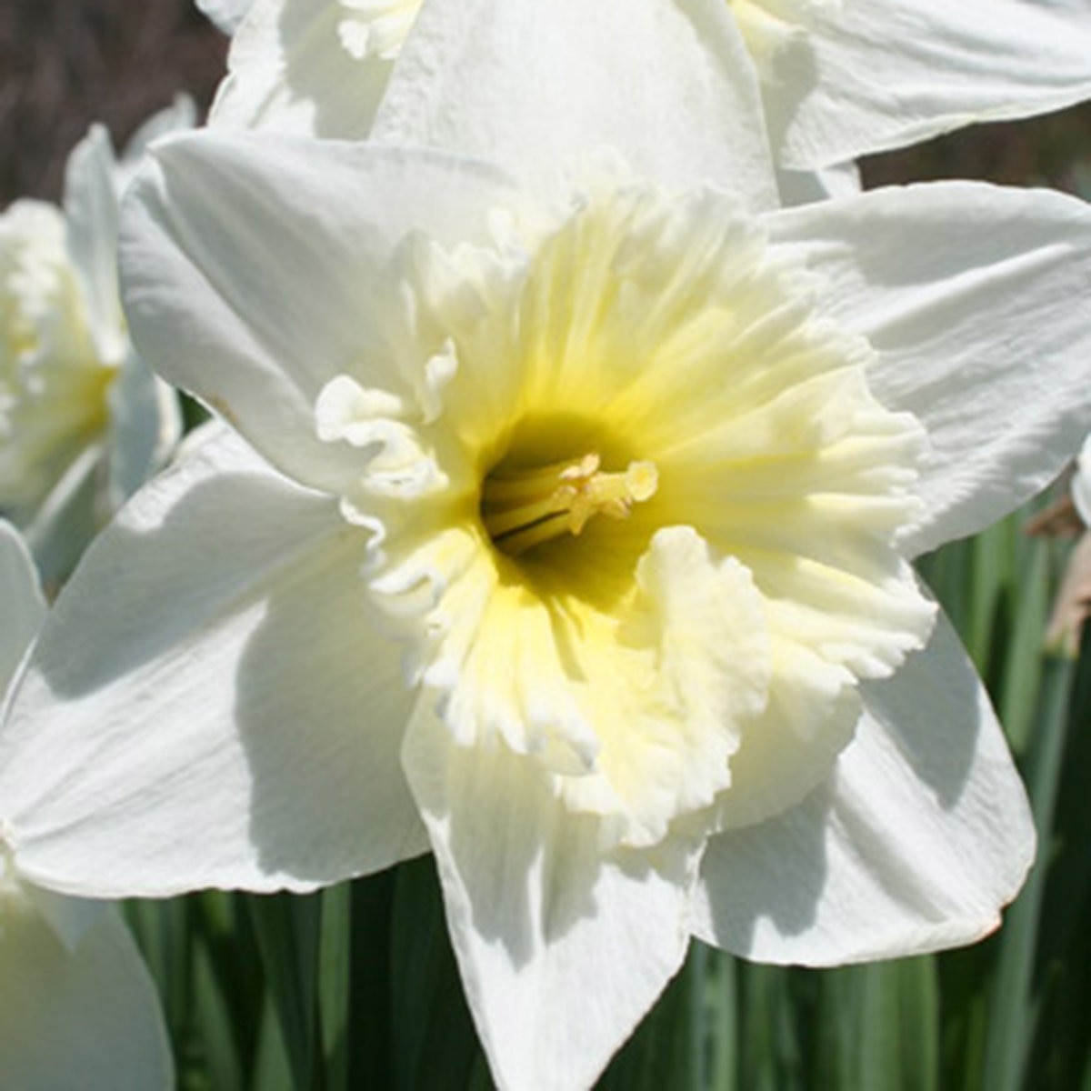 Narcissus Bulb Large Cup Ice Follies Daffodil | SiteOne