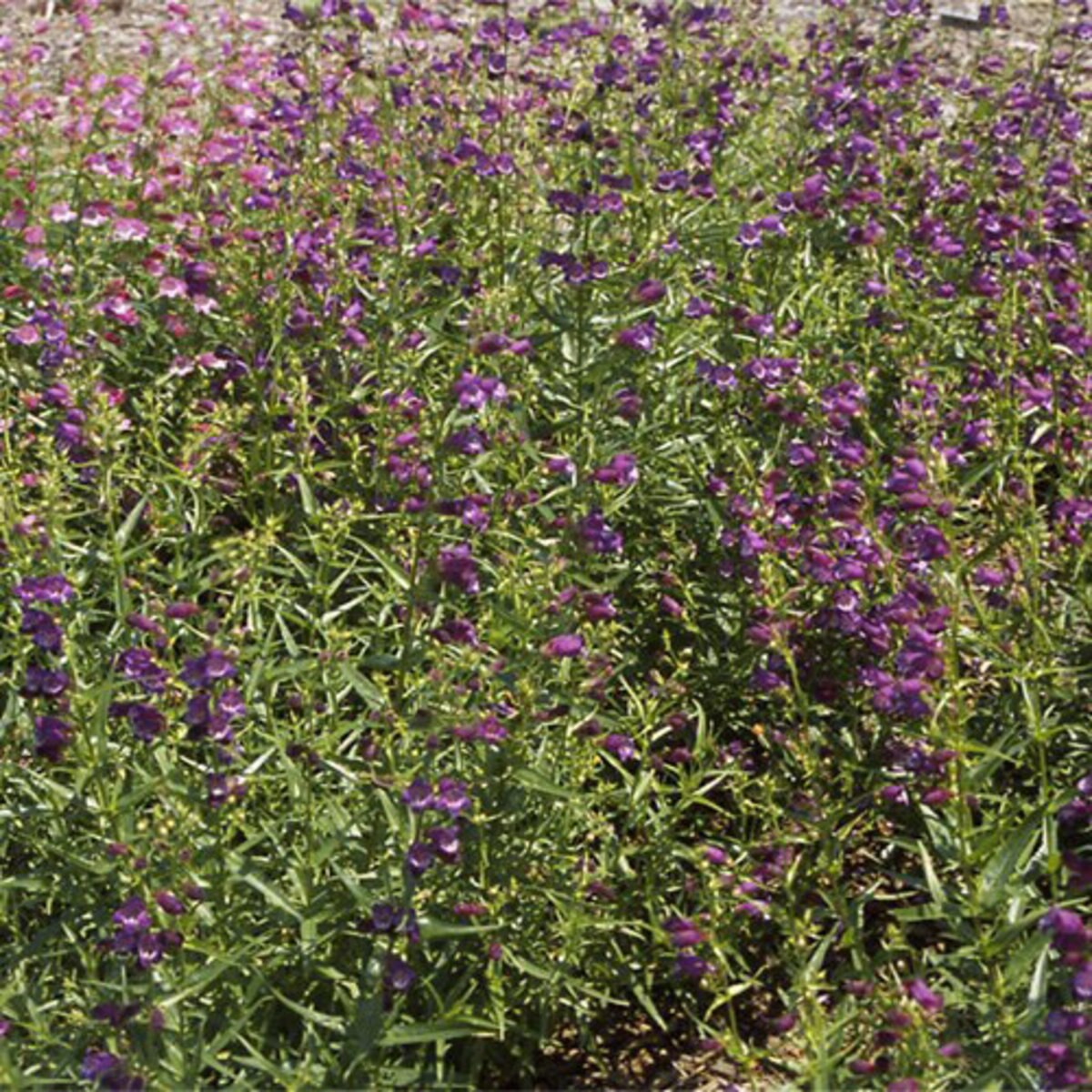 Penstemon X Mexicali 'Pikes Peak Purple' Beardtongue | SiteOne