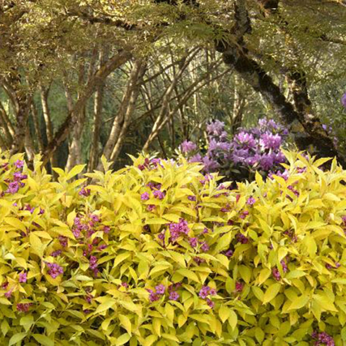 Weigela Florida Golden Jackpot Weigela | SiteOne