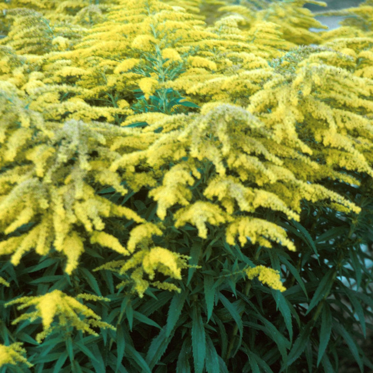 Solidago X Crown Of Rays Goldenrod | SiteOne