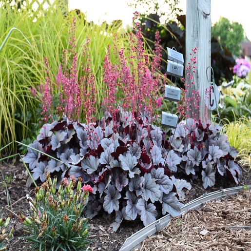 Heuchera X Dolce Silver Gumdrop Coral Bells | SiteOne