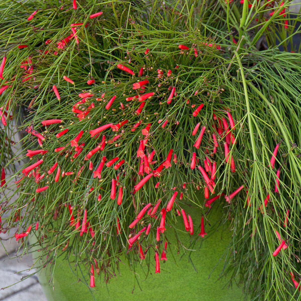 Russelia X St. Elmos Fire Firecracker Plant | SiteOne