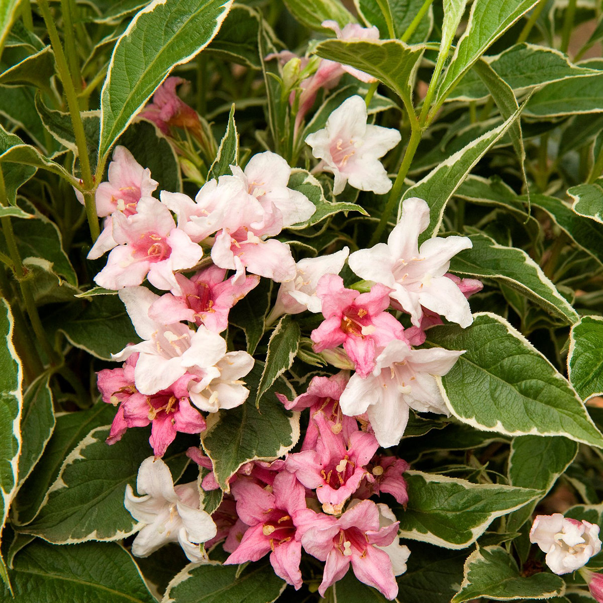 Weigela Florida Magical Fantasy Weigela | SiteOne