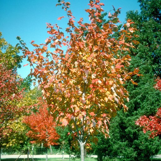 Acer Rubrum Northwood Red Maple | SiteOne