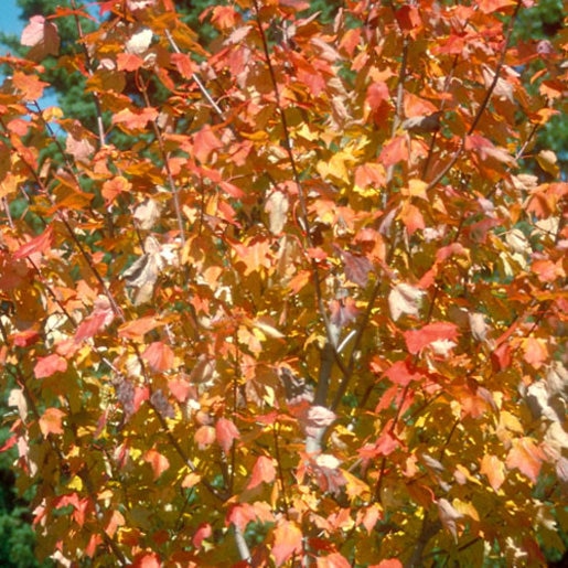 Acer Rubrum Northwood Red Maple | SiteOne