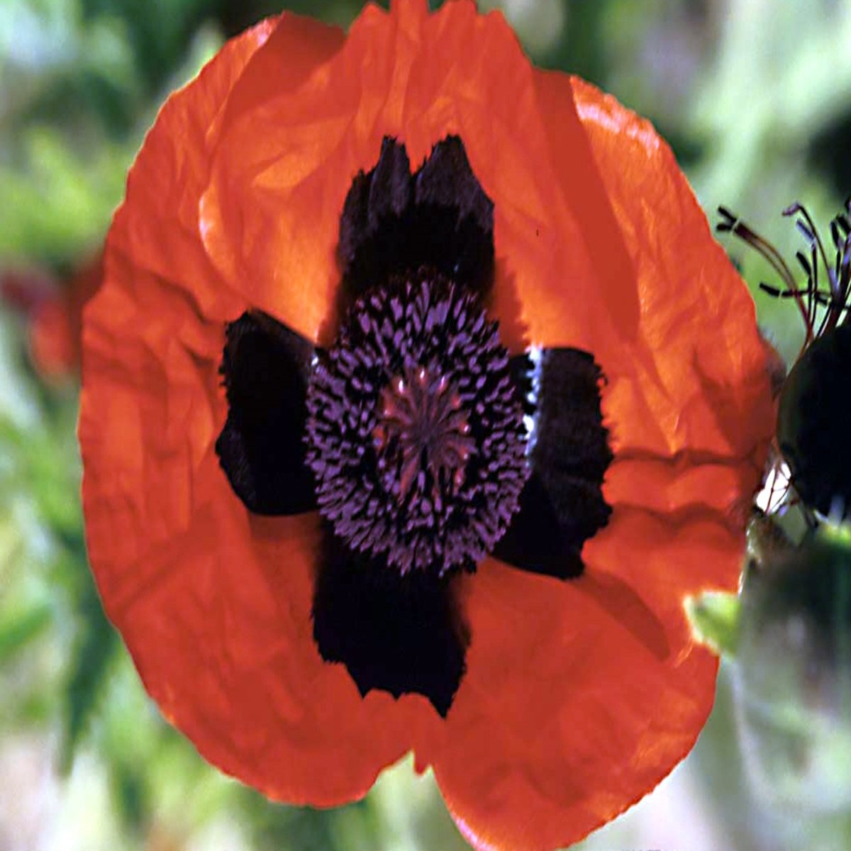 Papaver Orientale Beauty of Livermere Poppy | SiteOne