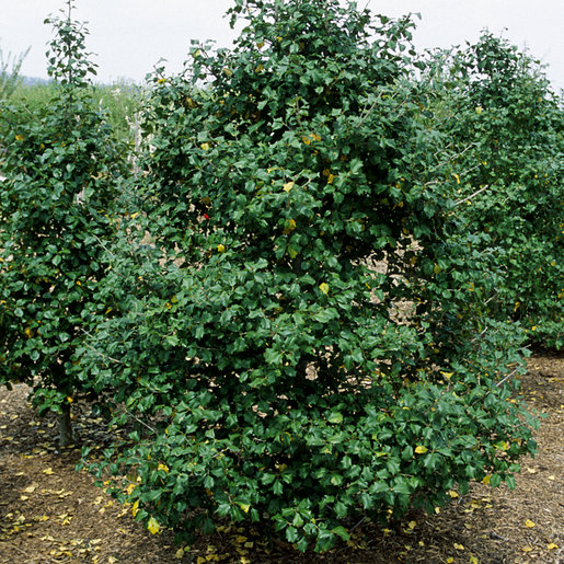 Ilex Opaca Miss Helen American Holly | SiteOne