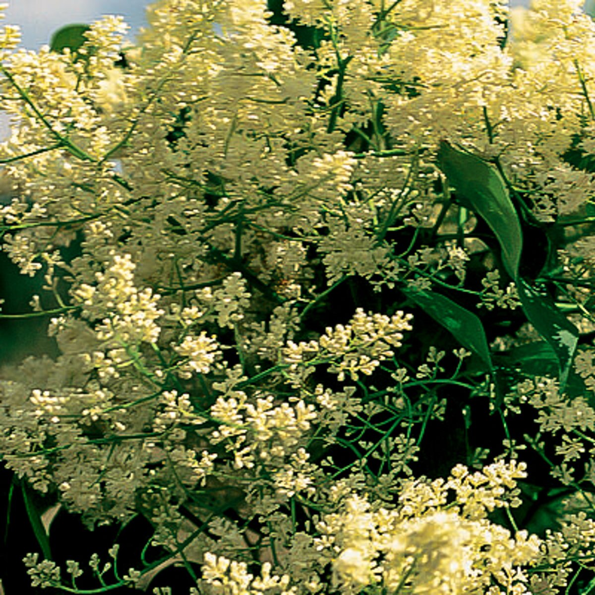 Syringa Reticulata Elliott Snowcap Japanese Tree Lilac | SiteOne