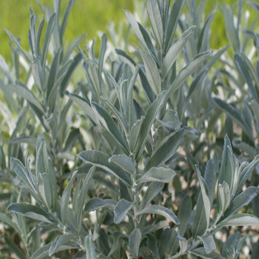 Salix Candida Jefberg Iceberg Alley Sageleaf Willow | SiteOne