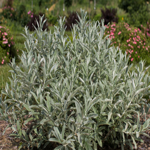 Salix Candida Jefberg Iceberg Alley Sageleaf Willow | SiteOne