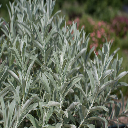 Salix Candida Jefberg Iceberg Alley Sageleaf Willow | SiteOne