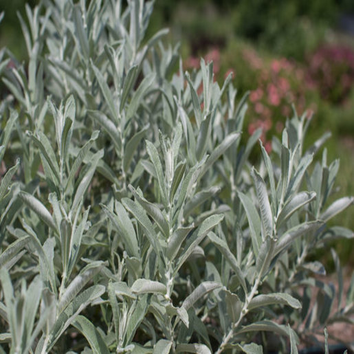 Salix Candida Jefberg Iceberg Alley Sageleaf Willow | SiteOne