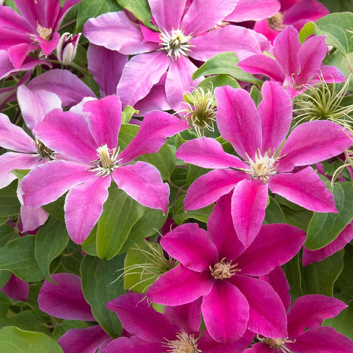 Clematis X Boulevard Acropolis Clematis | SiteOne