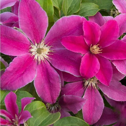 Clematis X Boulevard Acropolis Clematis | SiteOne